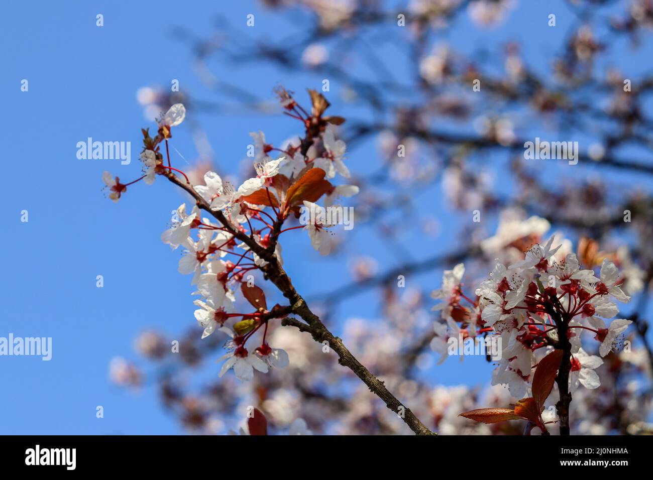 Early spring tree Blossom, pink, sunlight Stock Photo - Alamy