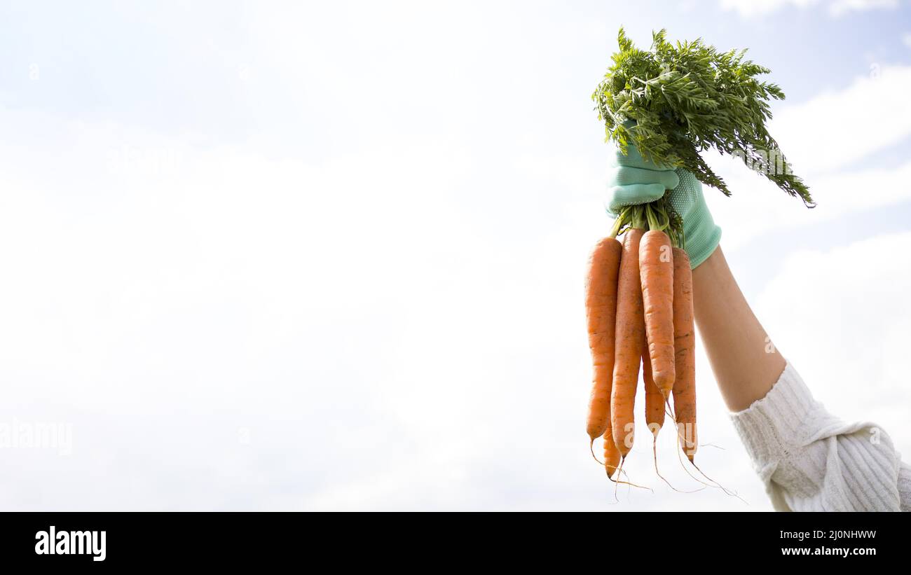High resolution carrots hi-res stock photography and images - Alamy