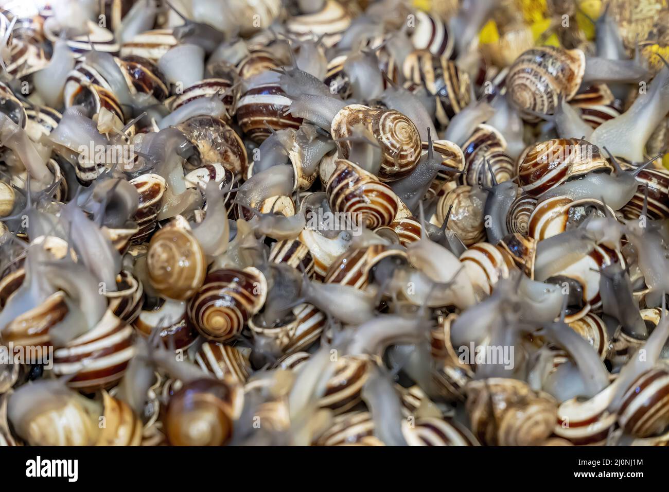 Live Snails Are Sold In The Open Market In The City Of Fes, Morocco ...