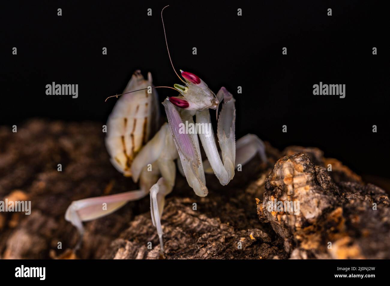 Hymenopus coronatus white background hi-res stock photography and ...