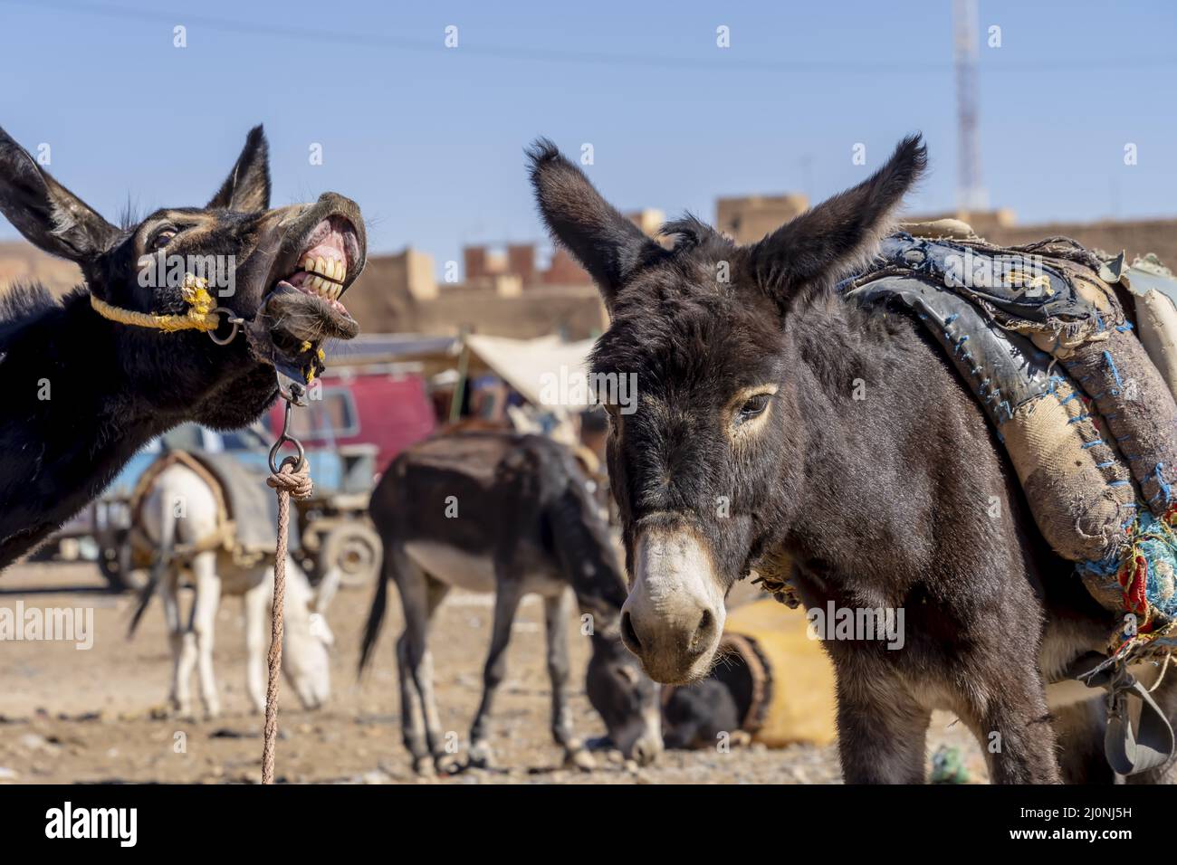 Mules morocco hi-res stock photography and images - Alamy