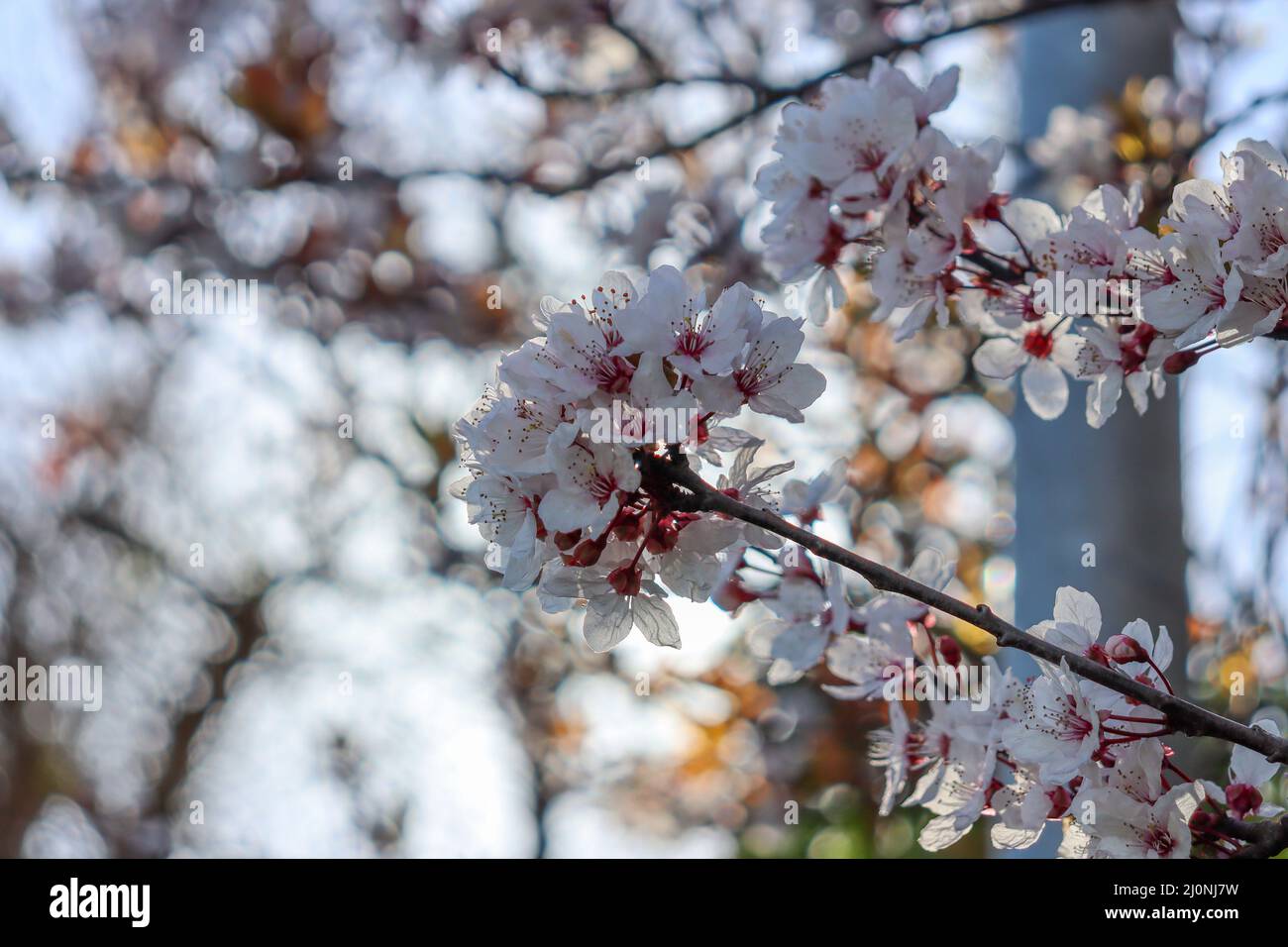 Early spring tree Blossom, pink, sunlight Stock Photo - Alamy