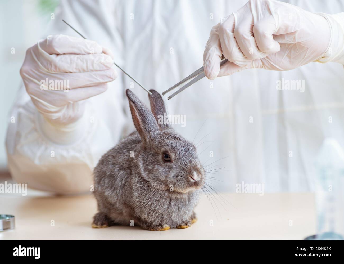 Scientist experimenting on animals hi-res stock photography and images ...