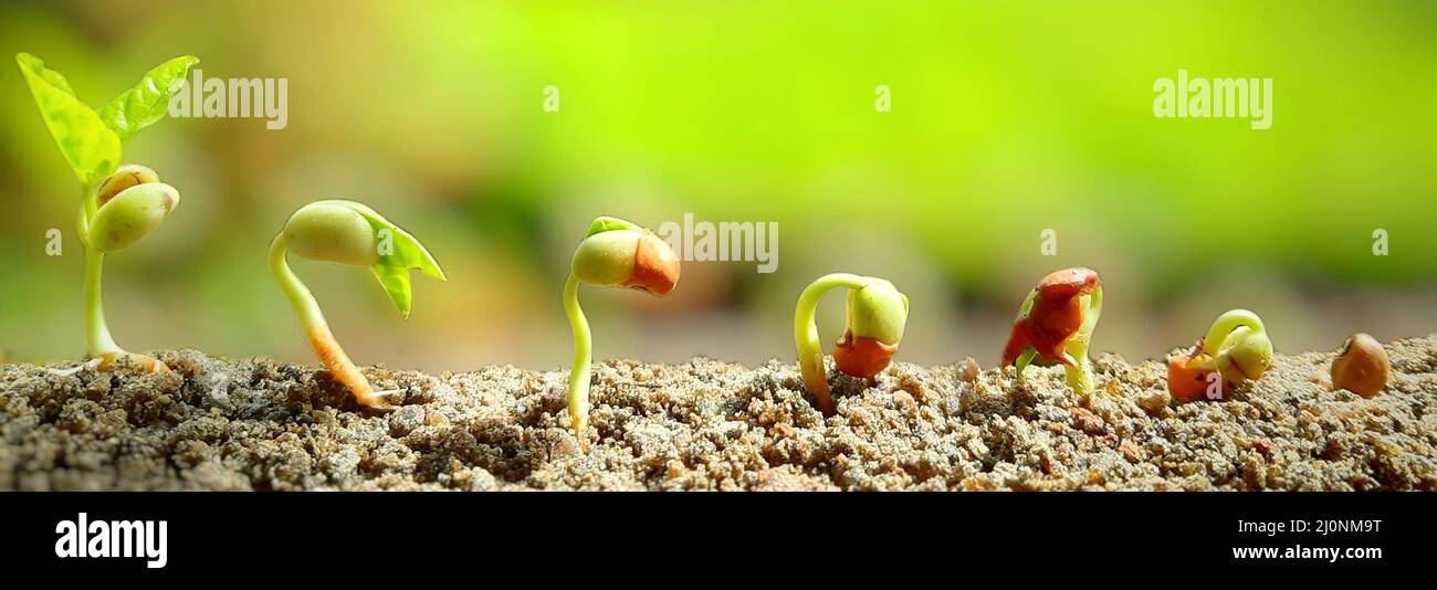 Close-UP of pea sprouts germinating in soil. Germinated seeds sequences ...