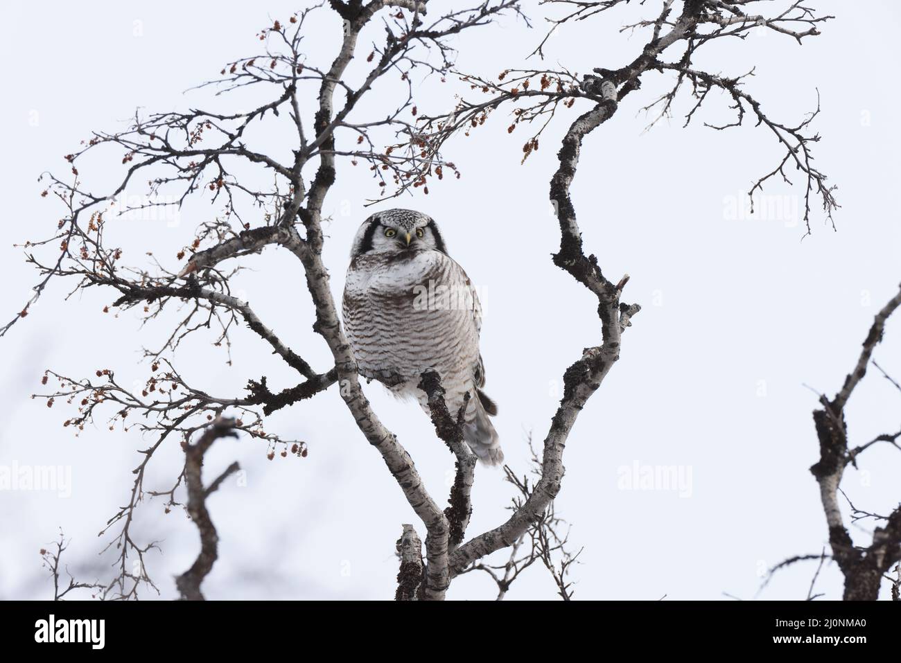 northern hawk-owl or northern hawk owl (Surnia ulula) Norway Stock Photo - Alamy