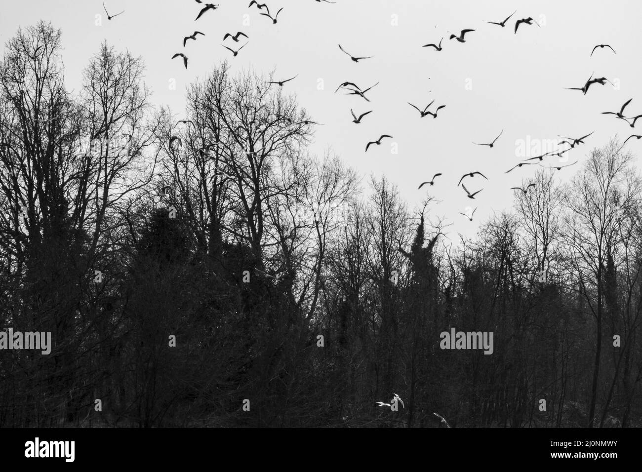 Flying black crows hi-res stock photography and images - Alamy