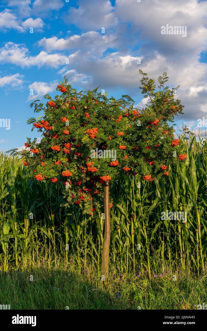 Green ash tree hi-res stock photography and images - Alamy