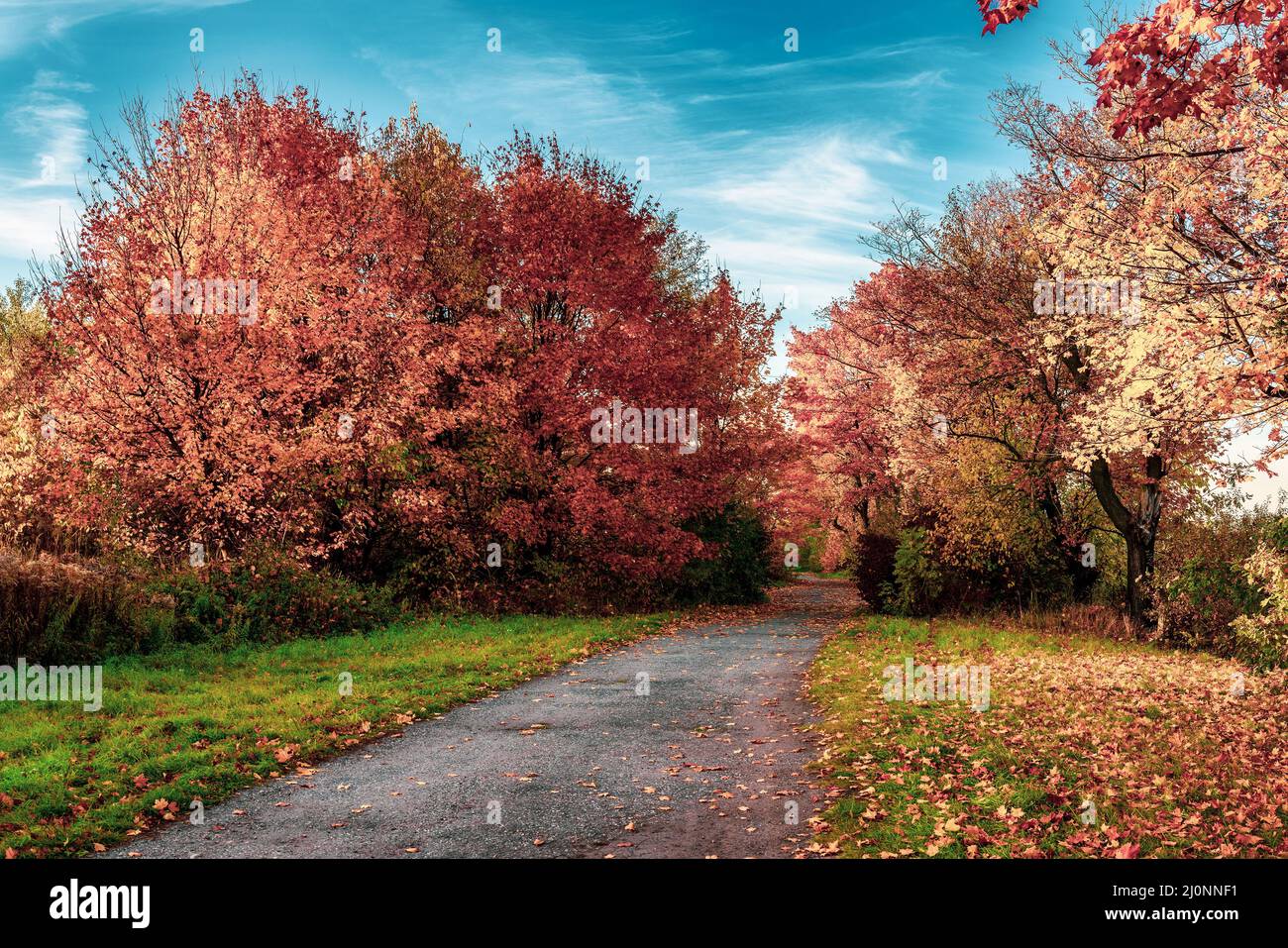 Colorful autumn trees on a country lane Stock Photo - Alamy