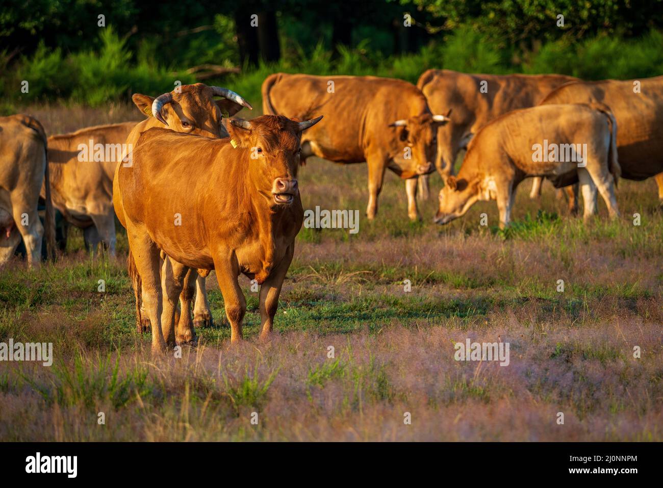 Grazing cows in green field hi-res stock photography and images - Alamy