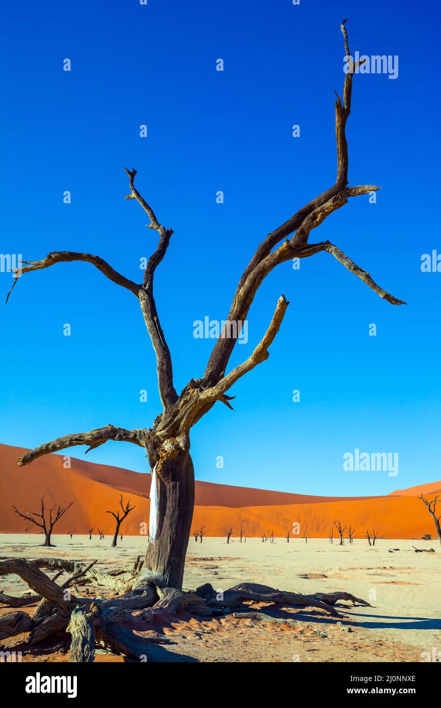 The bottom of dry dead lake Stock Photo - Alamy