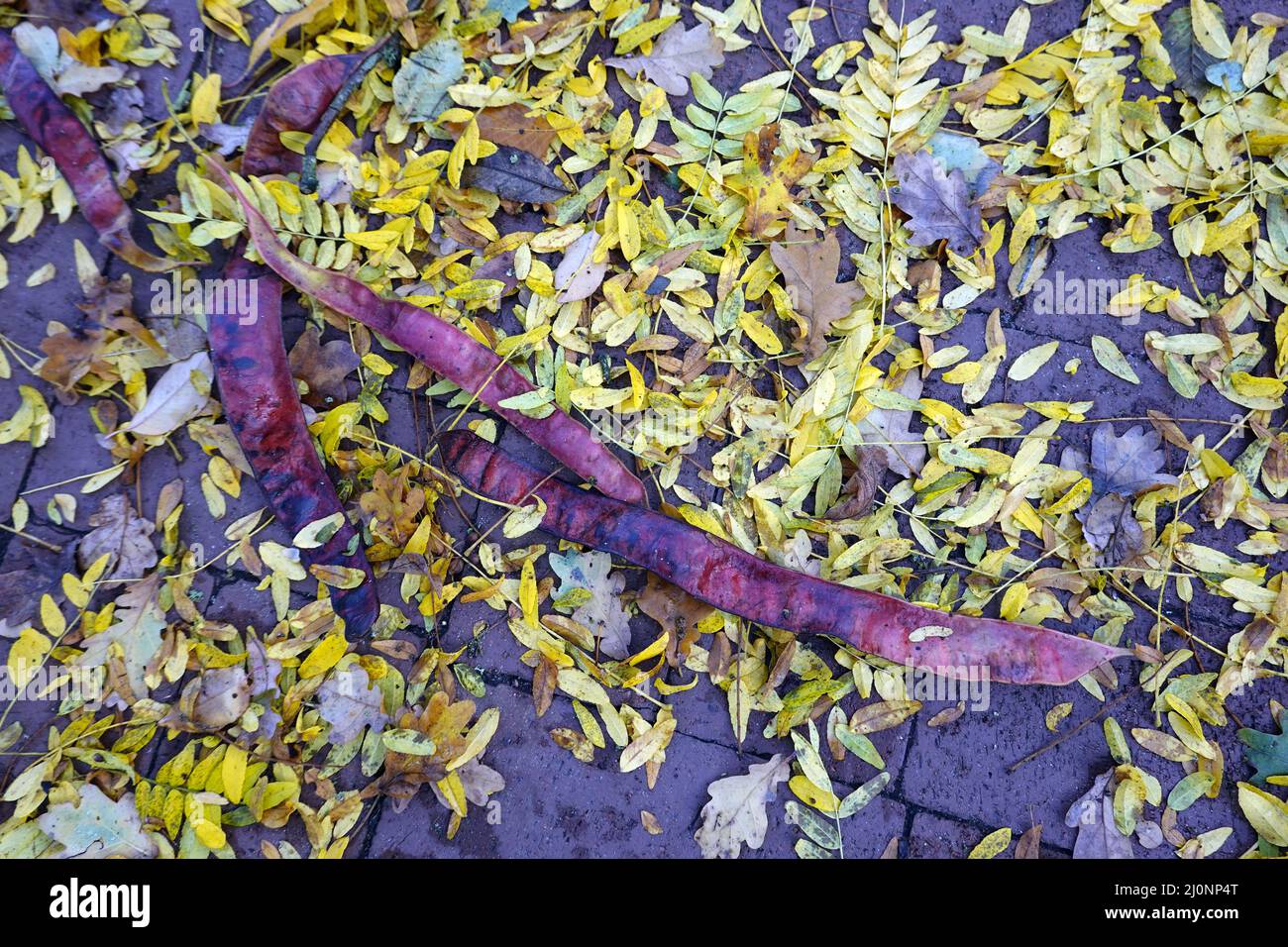 Thorny locust hi-res stock photography and images - Alamy
