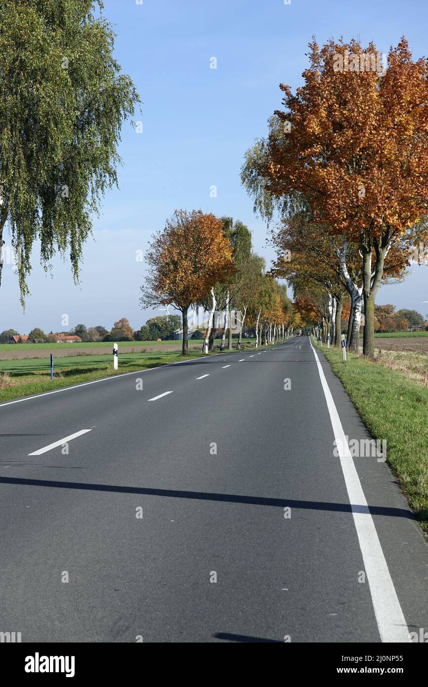 Avenue of birch and maple trees Stock Photo - Alamy