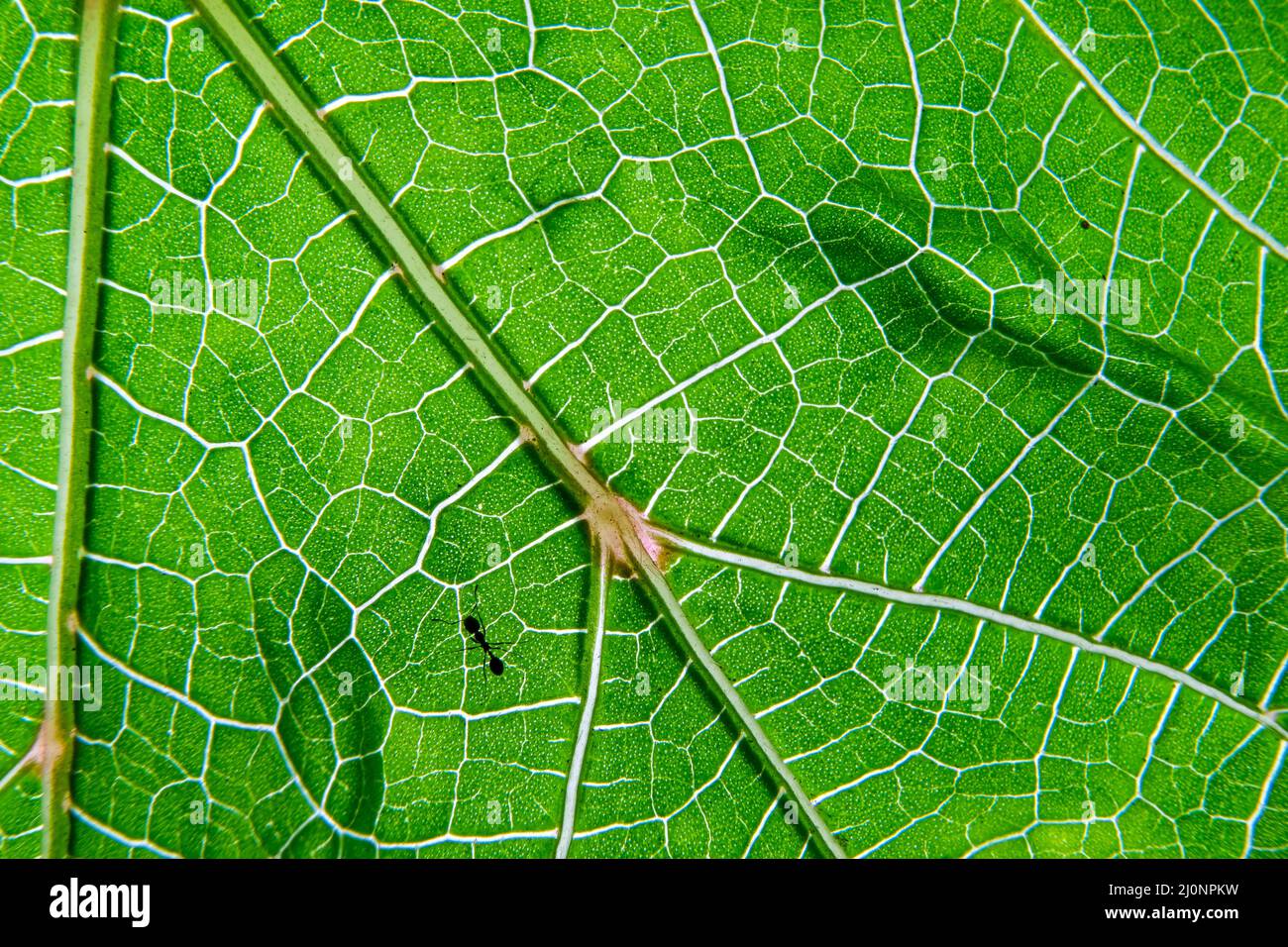 closeup photo of plant leaf veins Stock Photo - Alamy