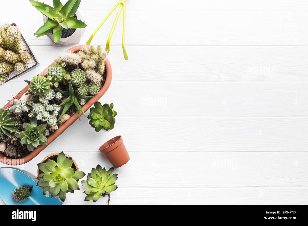 Top view plants wooden surface. High quality and resolution beautiful ...