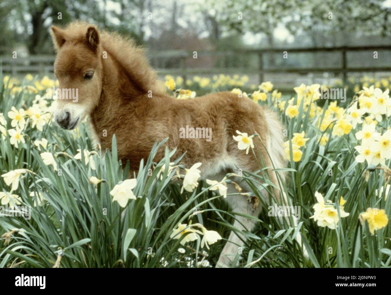 A Falabella miniature foal at Kilverstone Wildlife Park May 1983 Stock ...