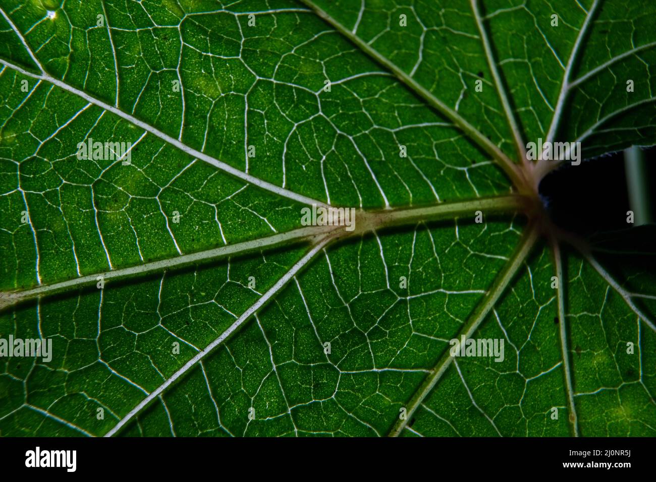 closeup photo of plant leaf veins Stock Photo - Alamy