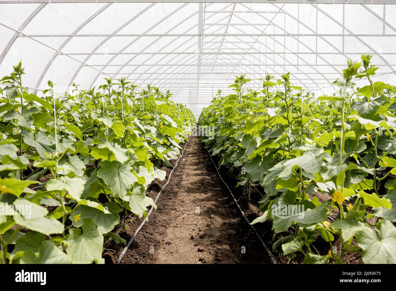Greenhouse plant hi-res stock photography and images - Alamy