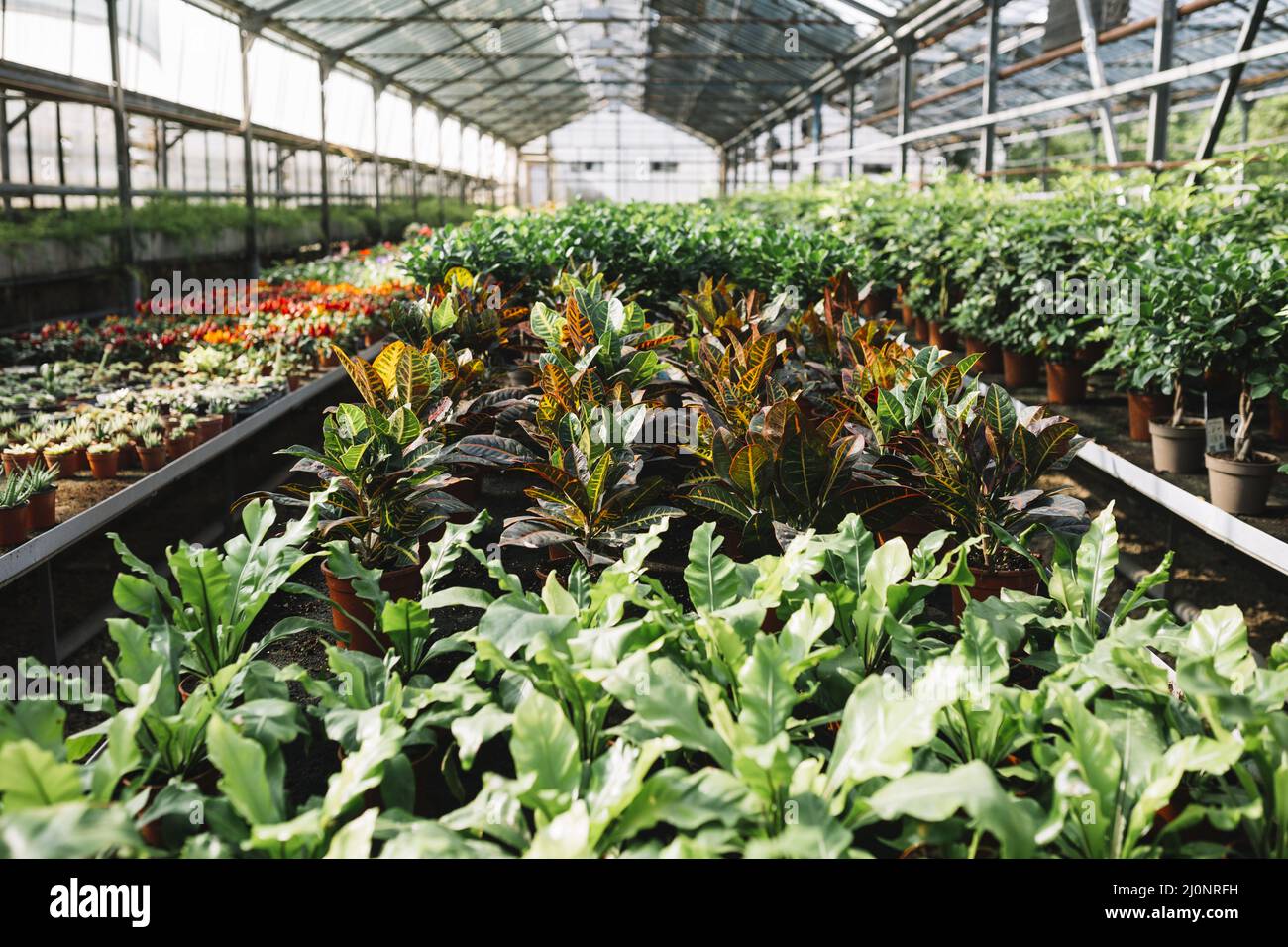 Potted plants growing greenhouse. High quality and resolution beautiful ...