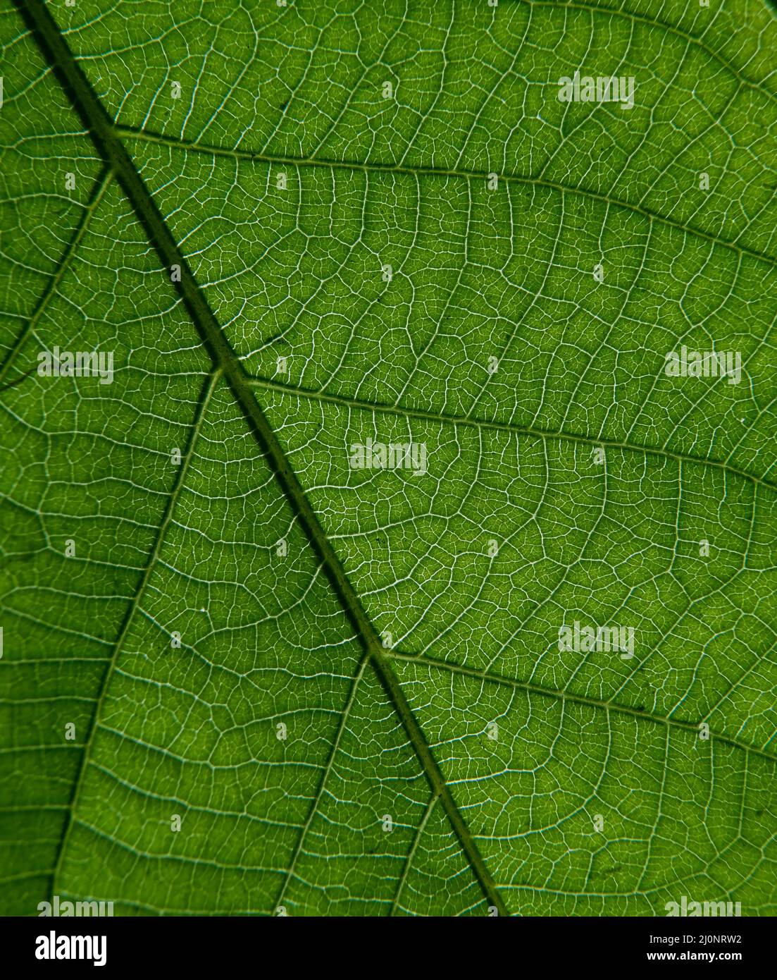 closeup photo of plant leaf veins Stock Photo - Alamy