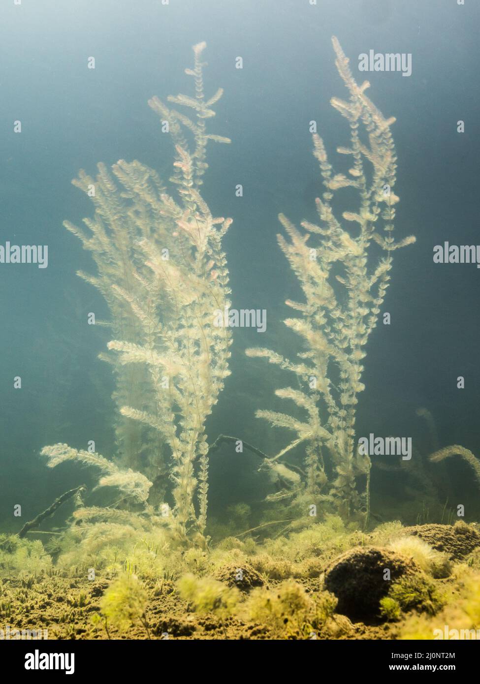 Submerged Freshwater Aquatic Plants Identification