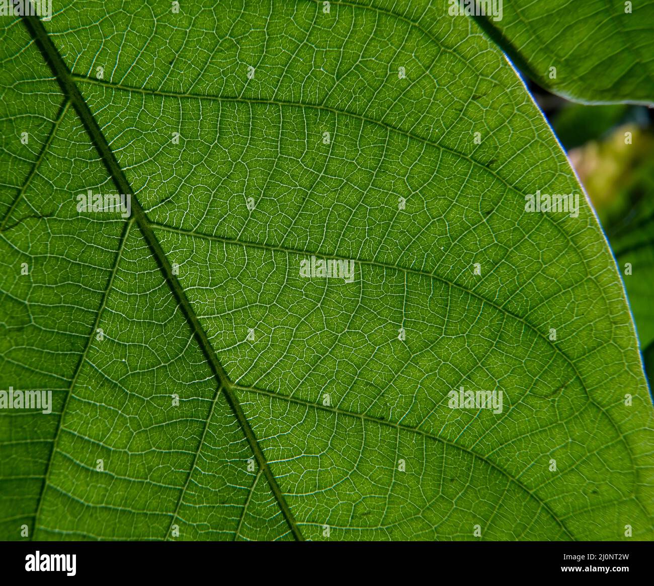 closeup photo of plant leaf veins Stock Photo - Alamy
