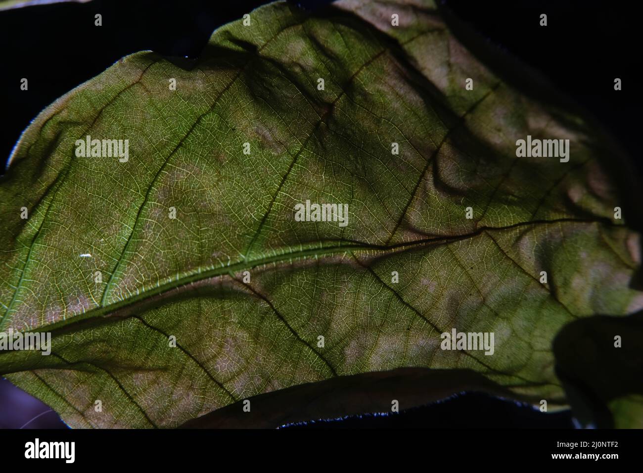 closeup photo of plant leaf veins Stock Photo - Alamy
