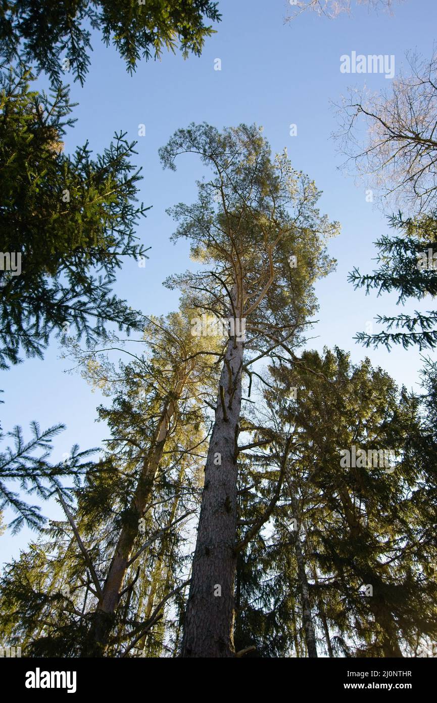 Spring is just around the corner in the forest with a lot of sunshine ...