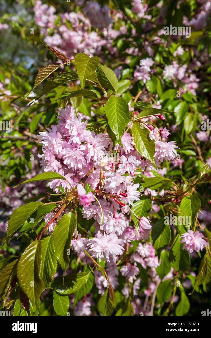 Kamianets-Podilskyi, Khmelnytsky region, Ukraine. Beautiful spring city ...