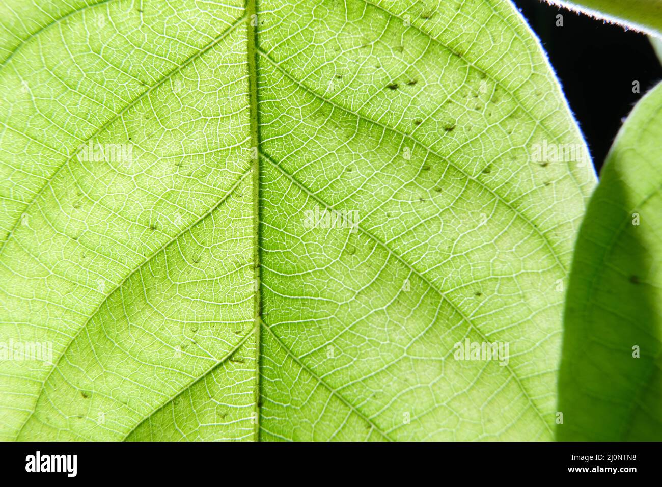 closeup photo of plant leaf veins Stock Photo - Alamy