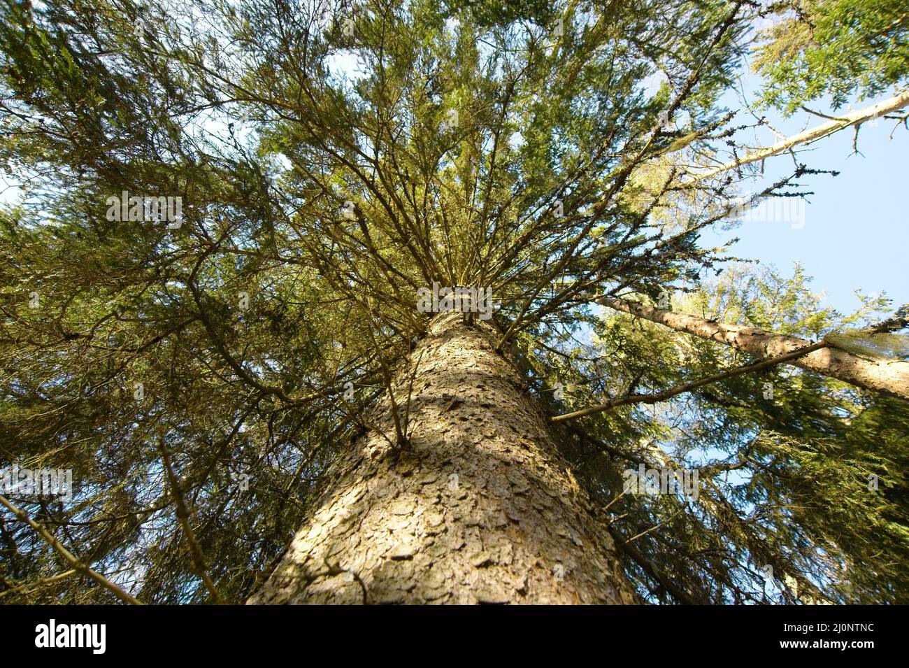 Spring is just around the corner in the forest with a lot of sunshine ...