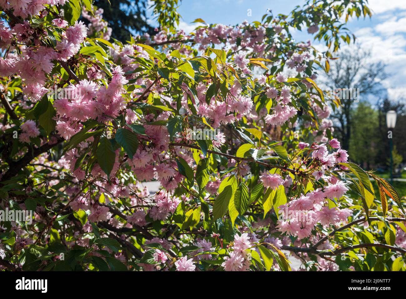 Kamianets-Podilskyi, Khmelnytsky region, Ukraine. Beautiful spring city ...