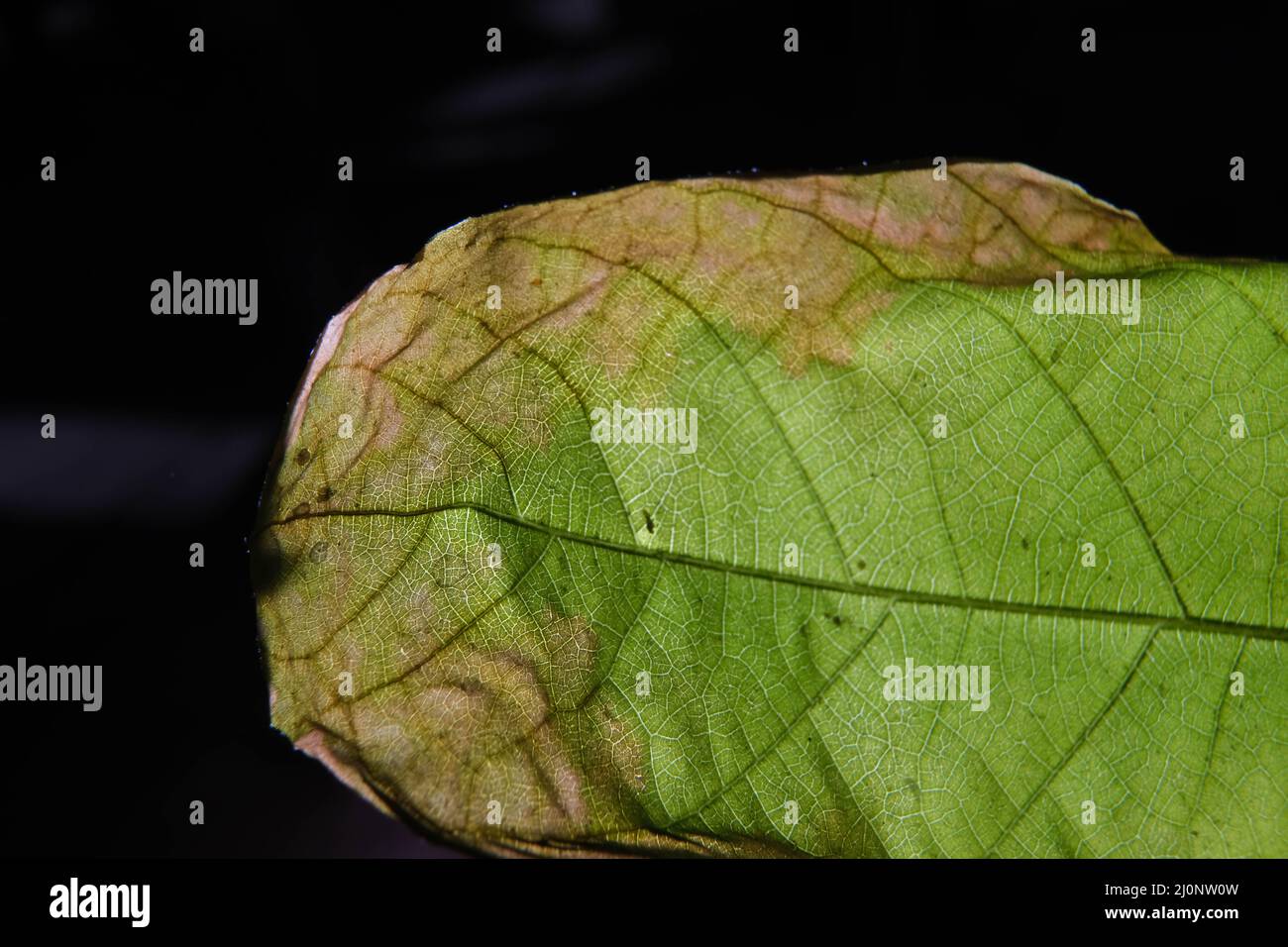 closeup photo of plant leaf veins Stock Photo - Alamy