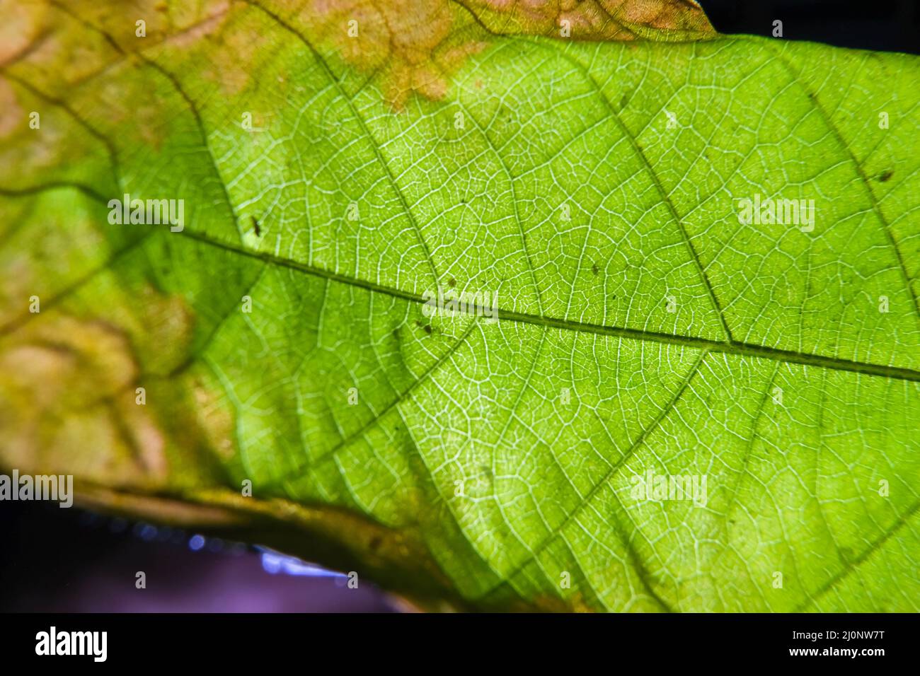 closeup photo of plant leaf veins Stock Photo - Alamy