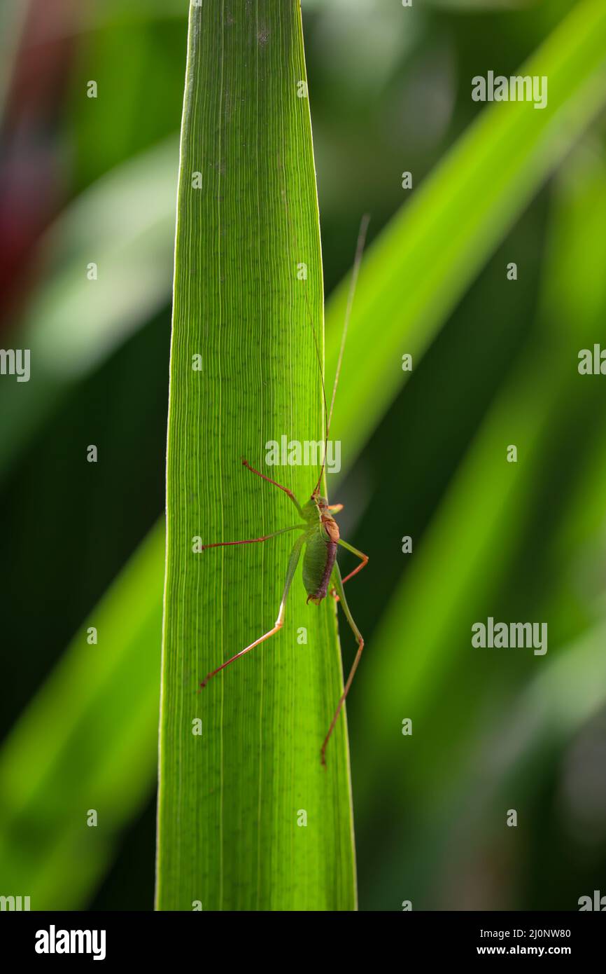 Lily hopper hi-res stock photography and images - Alamy