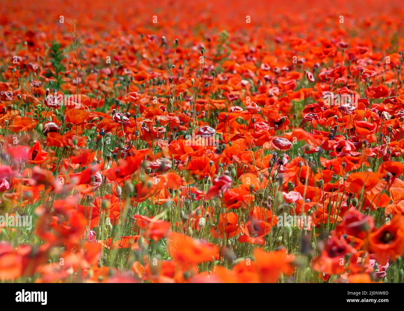 Cursed field hi-res stock photography and images - Alamy