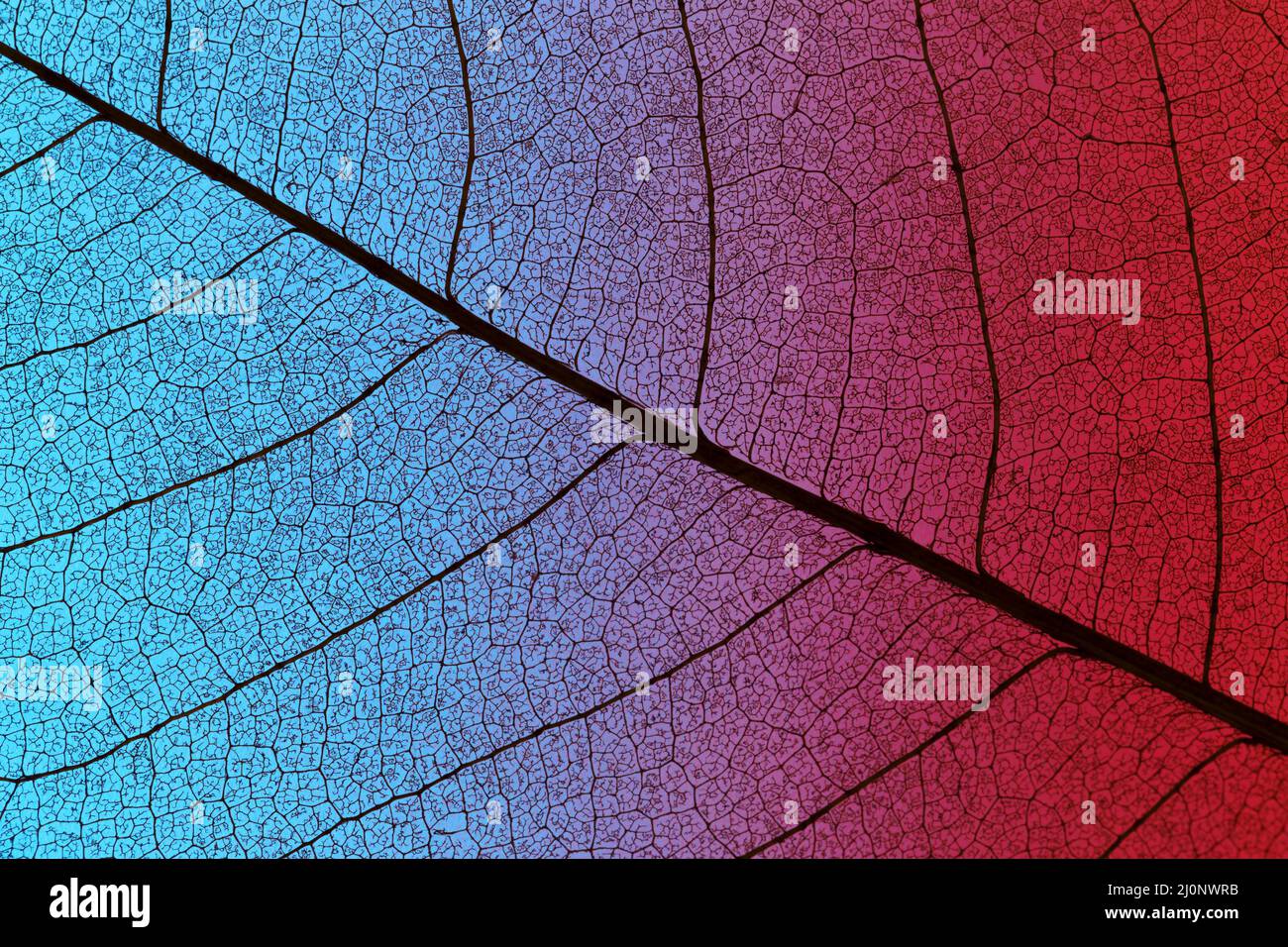 Top view of colored textured leaf. High quality and resolution ...