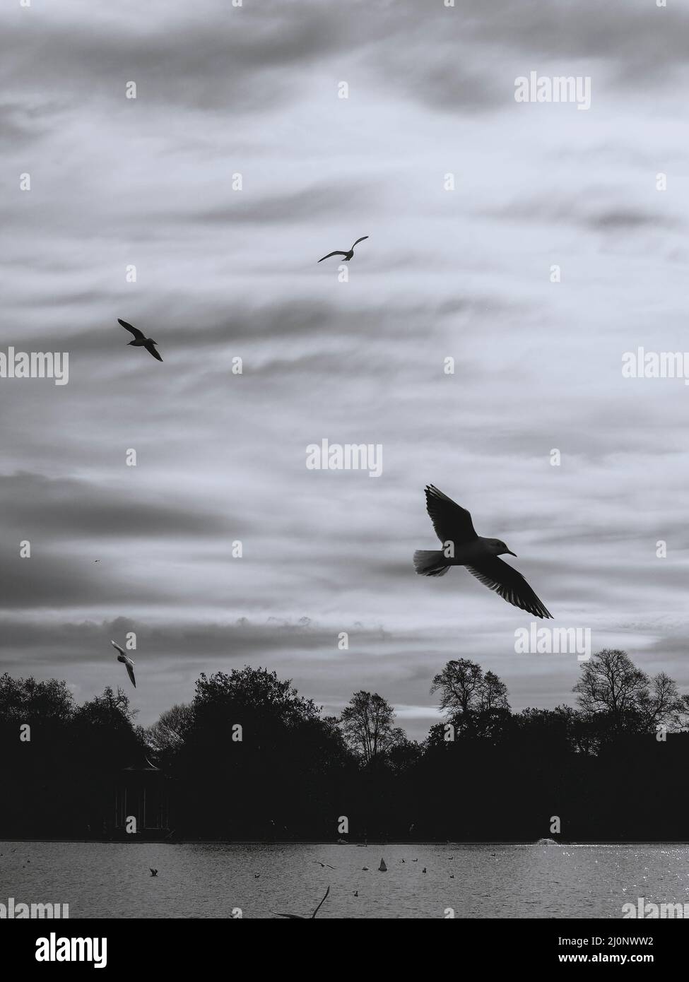 Bw birds hi-res stock photography and images - Alamy