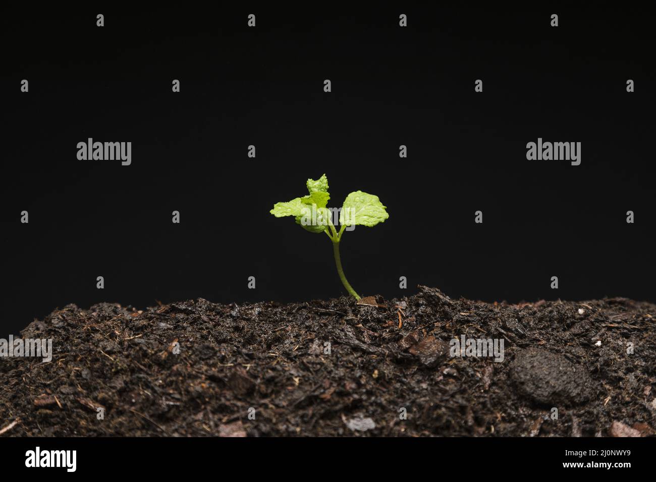 Still life growing seedling. High quality and resolution beautiful ...