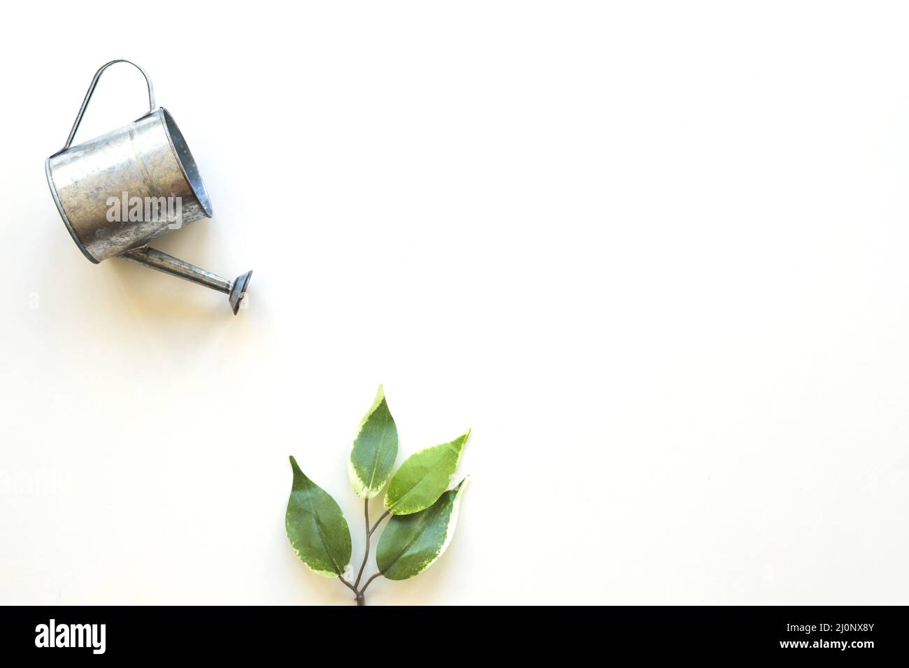 Watering pot green leaf. High quality and resolution beautiful photo ...