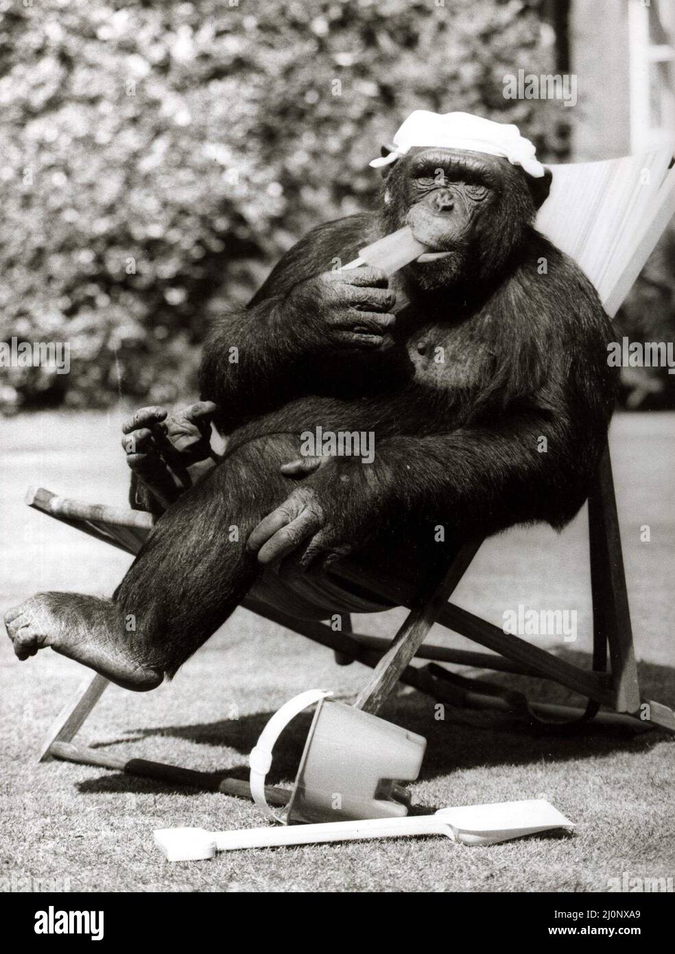 Chimp cools off in the heat with an Ice lolly - August 1983 Stock Photo ...