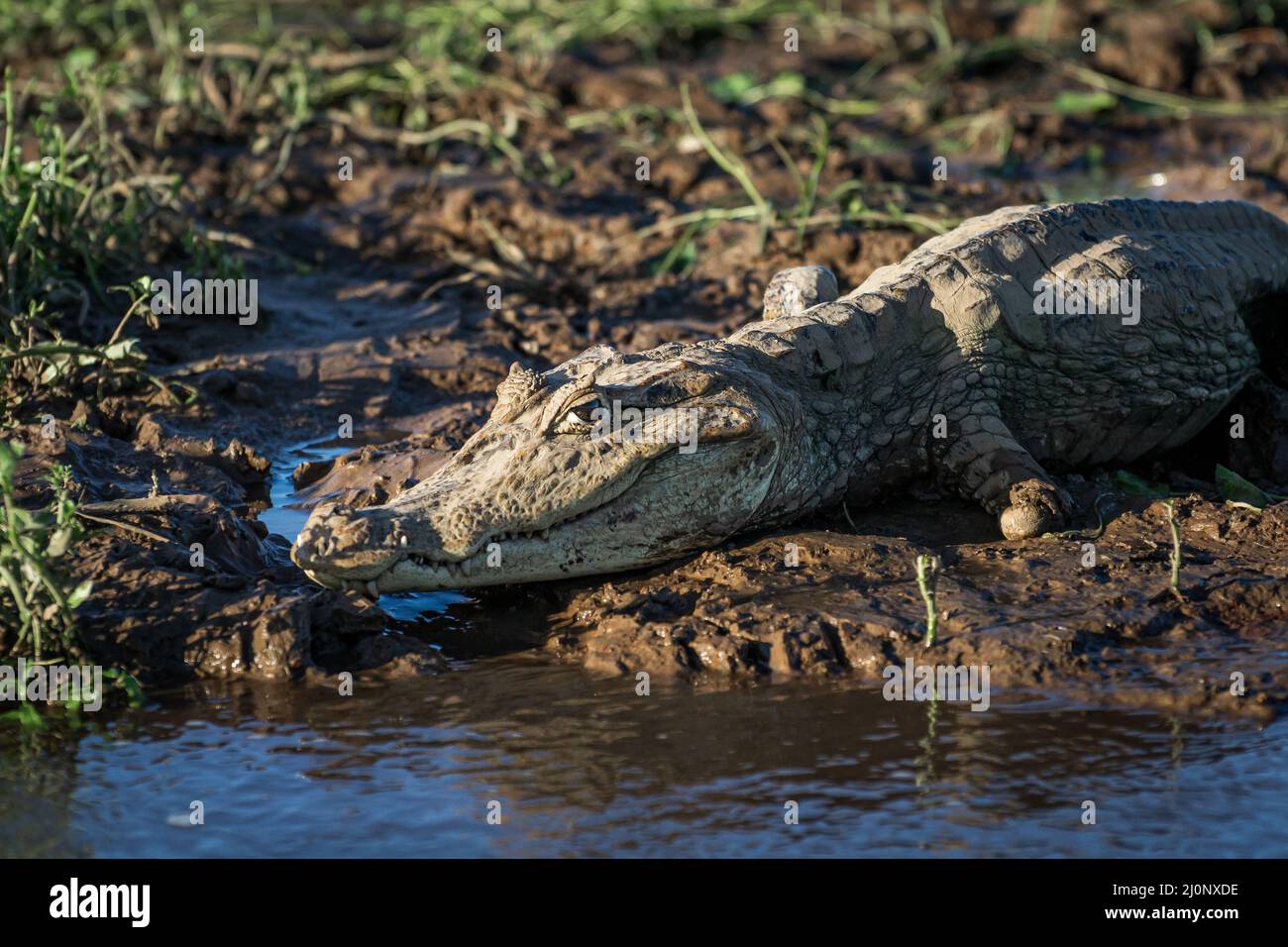 Alligator sitting hi-res stock photography and images - Alamy