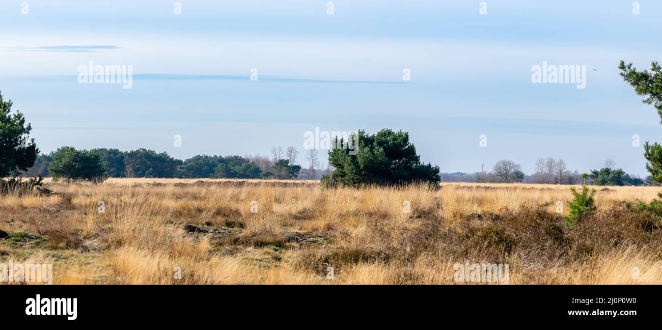 Beautiful view of a nature reserve with trees in the Netherlands Stock ...