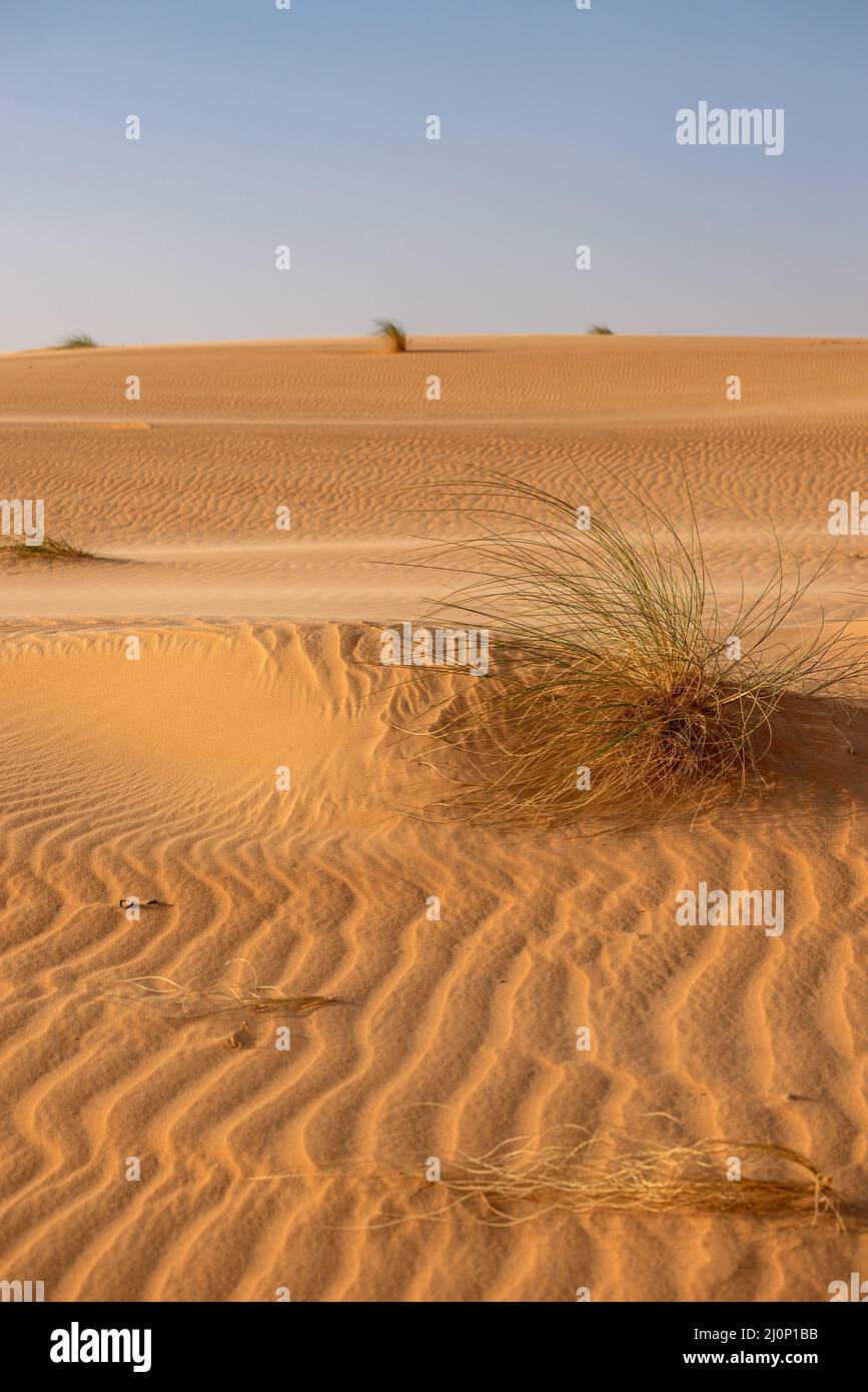 Huge yellowish/orange sand dunes on the track to Chinguetti, Mauritania ...