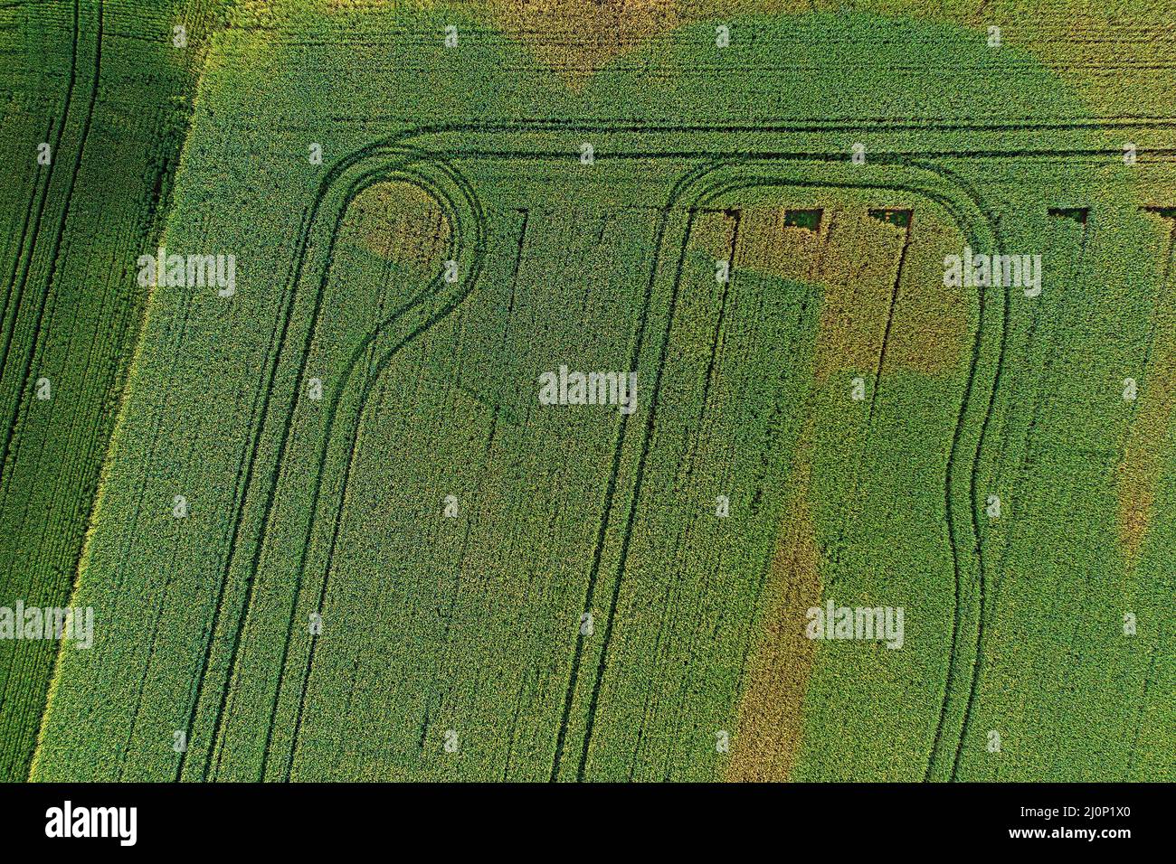Patterns in the cornfield seen from above. Drone photography Stock ...