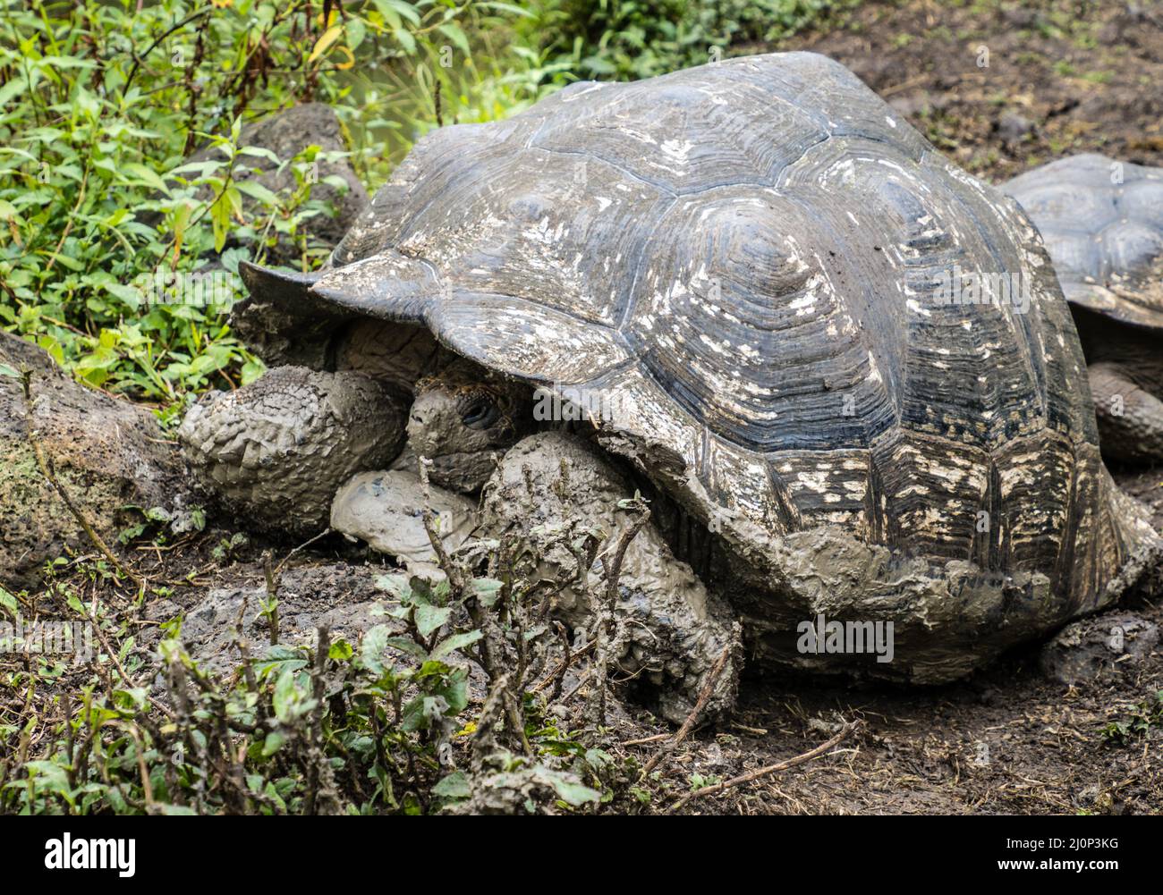 Giant Galapagos tortoise, Isla Santa Cruz, Galapagos, Ecuador Stock ...
