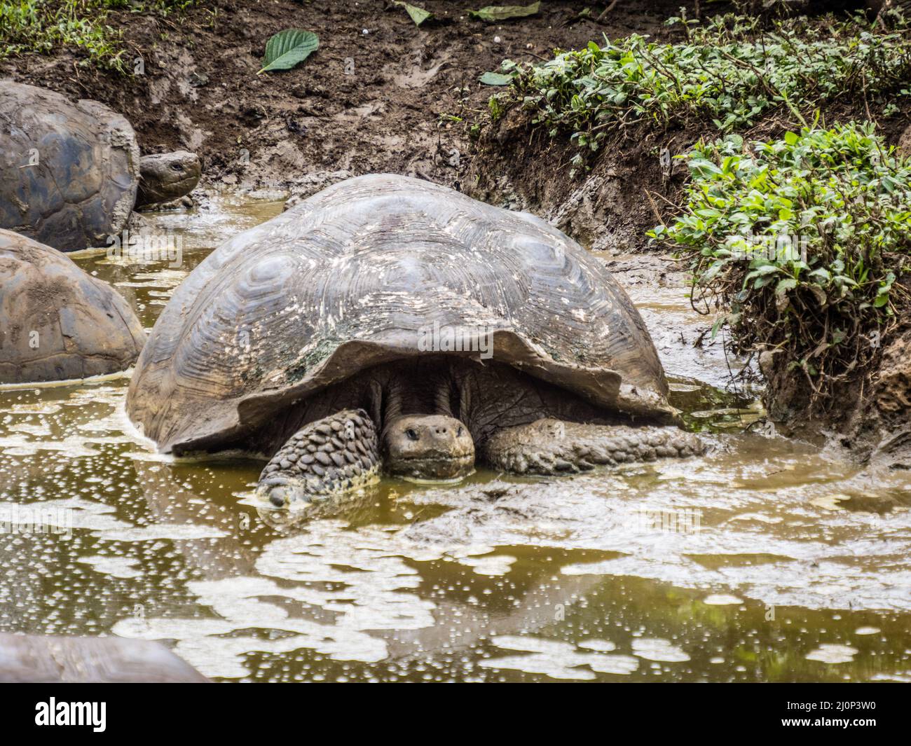 Giant Galapagos tortoise in a mud bath, Isla Santa Cruz, Galapagos ...