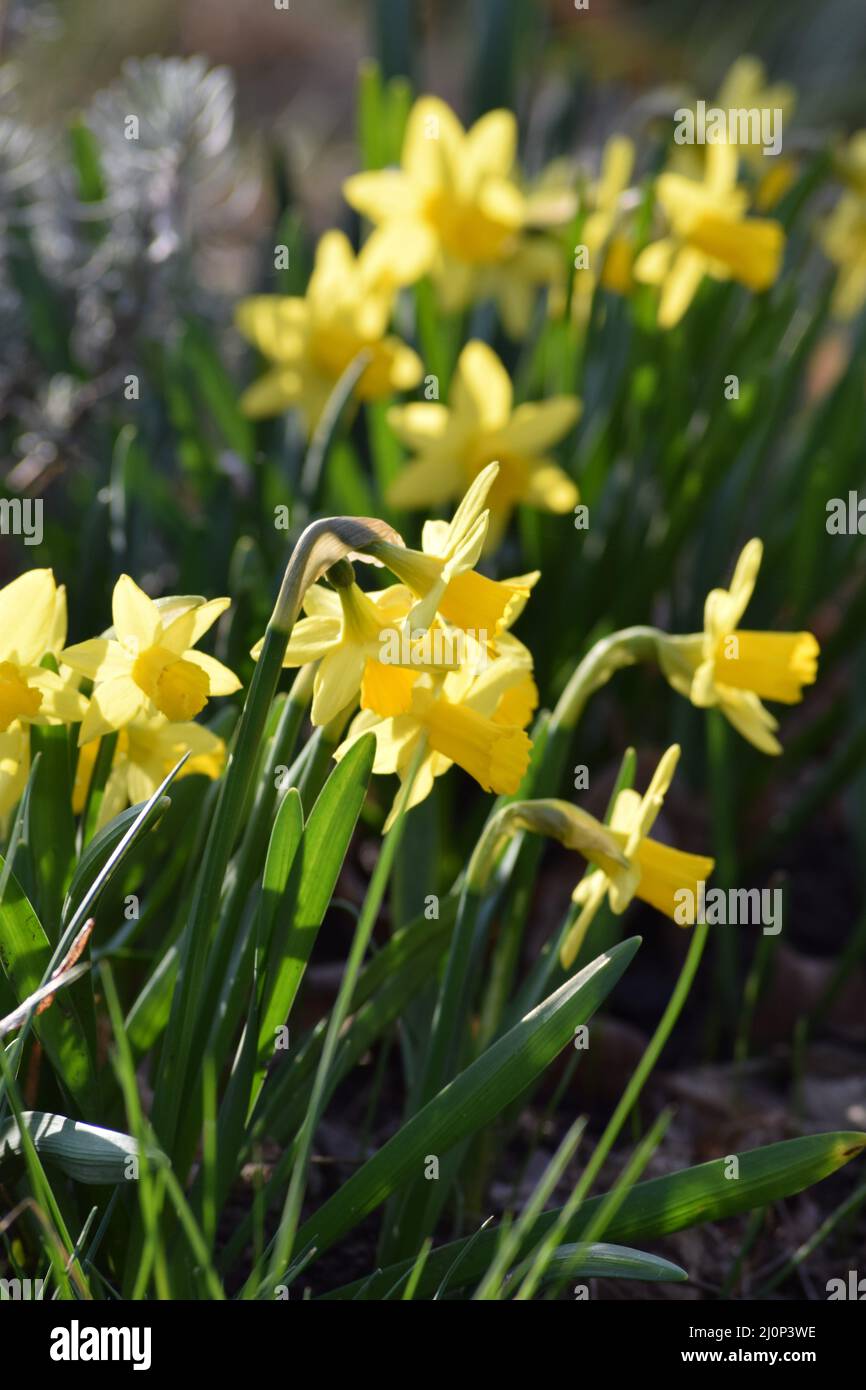 Spring breeze hi-res stock photography and images - Alamy