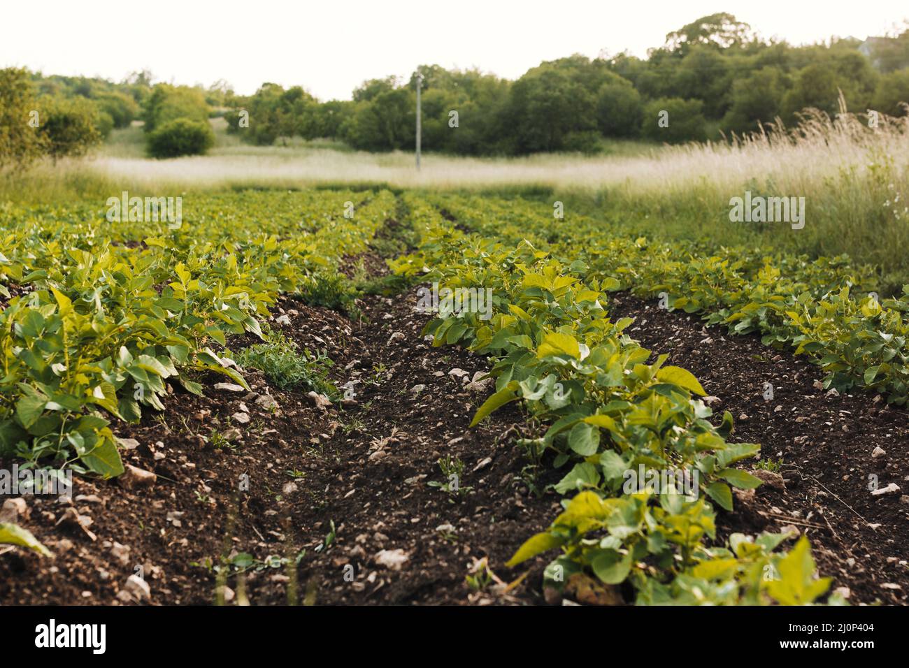 Long shot agricultural field . High quality and resolution beautiful ...