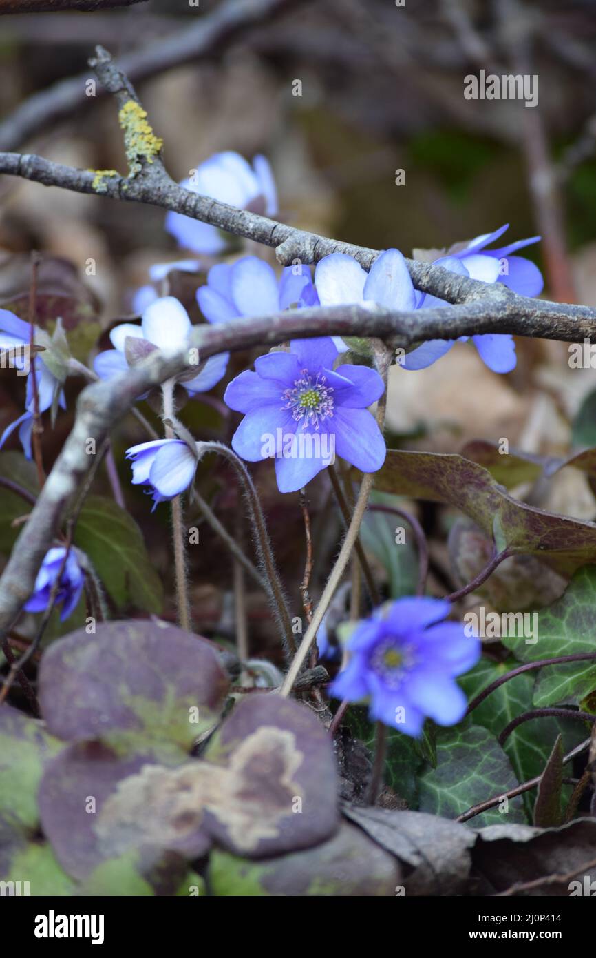 Common hepaticas hi-res stock photography and images - Alamy