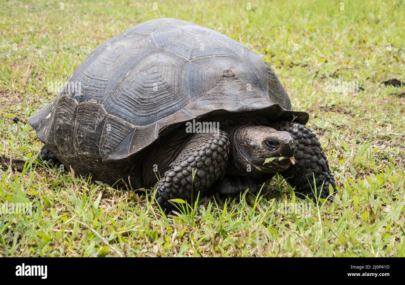 Tortoise galapagos tourist hi-res stock photography and images - Alamy